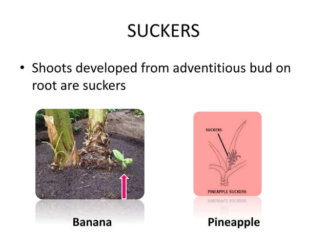 Nursery techniques and production of healthy plant materials. | PPTX
