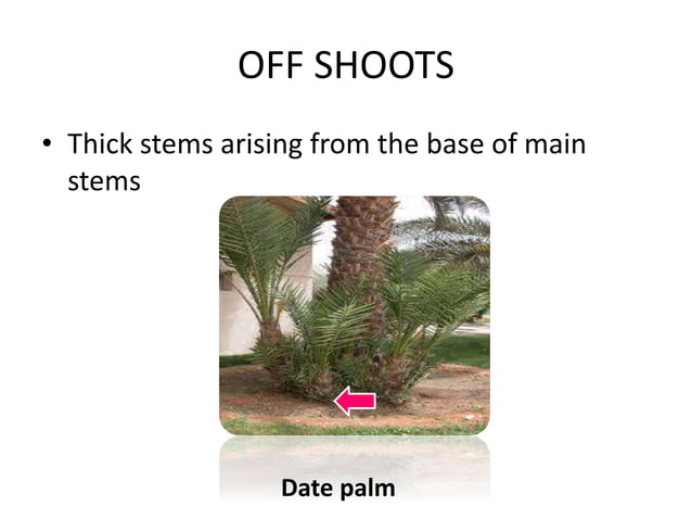 Nursery techniques and production of healthy plant materials. | PPTX