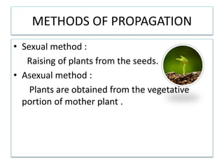 Nursery techniques and production of healthy plant materials. | PPTX