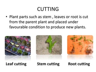 Nursery techniques and production of healthy plant materials. | PPTX