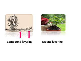 Nursery techniques and production of healthy plant materials. | PPTX