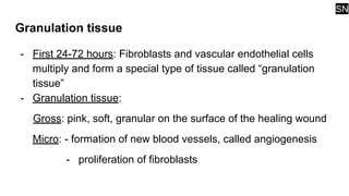 Chronic inflammation, Wound healing - Pathology - Nursing | PDF