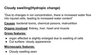 Cell adaptations, Cell injury, Necrosis, Apoptosis - Pathology ...