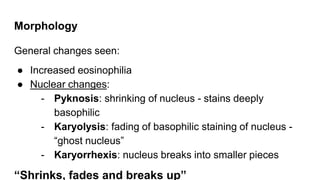 Cell adaptations, Cell injury, Necrosis, Apoptosis - Pathology ...