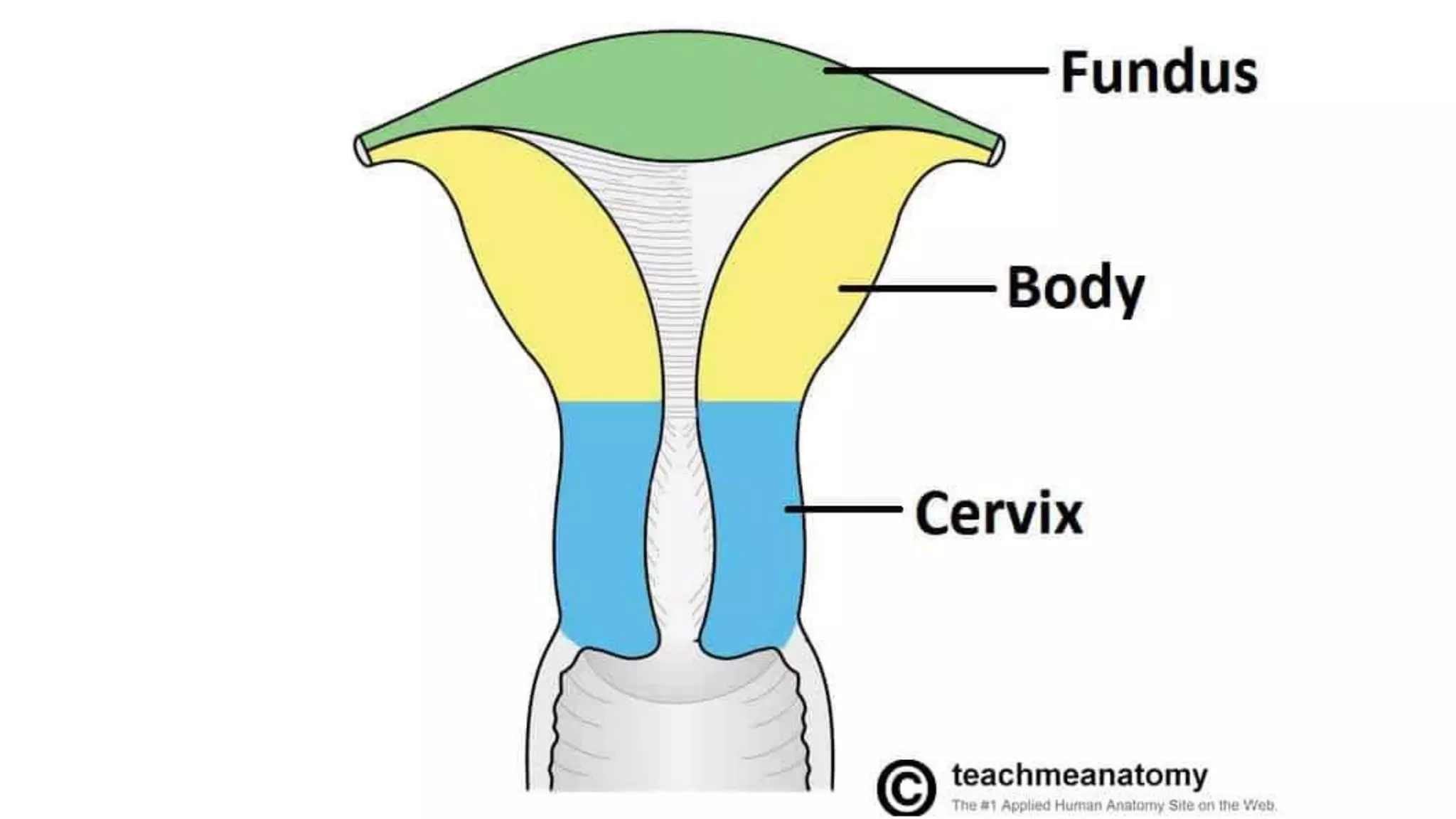 Female genital system: Fibroid, cervical cancer, endometrial cancer ...