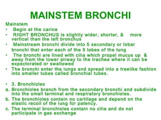 Nursing bulletin-respiratory-system-1206089371820429-5 | PPT