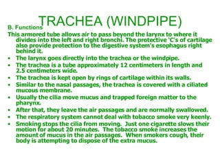 Nursing Bulletin Respiratory System | PPT