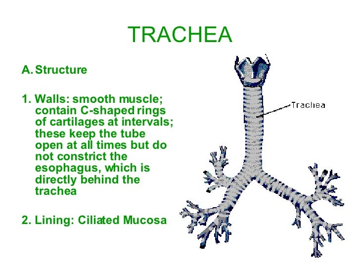 Trachea Windpipe Definition Anatomy Function Diagram