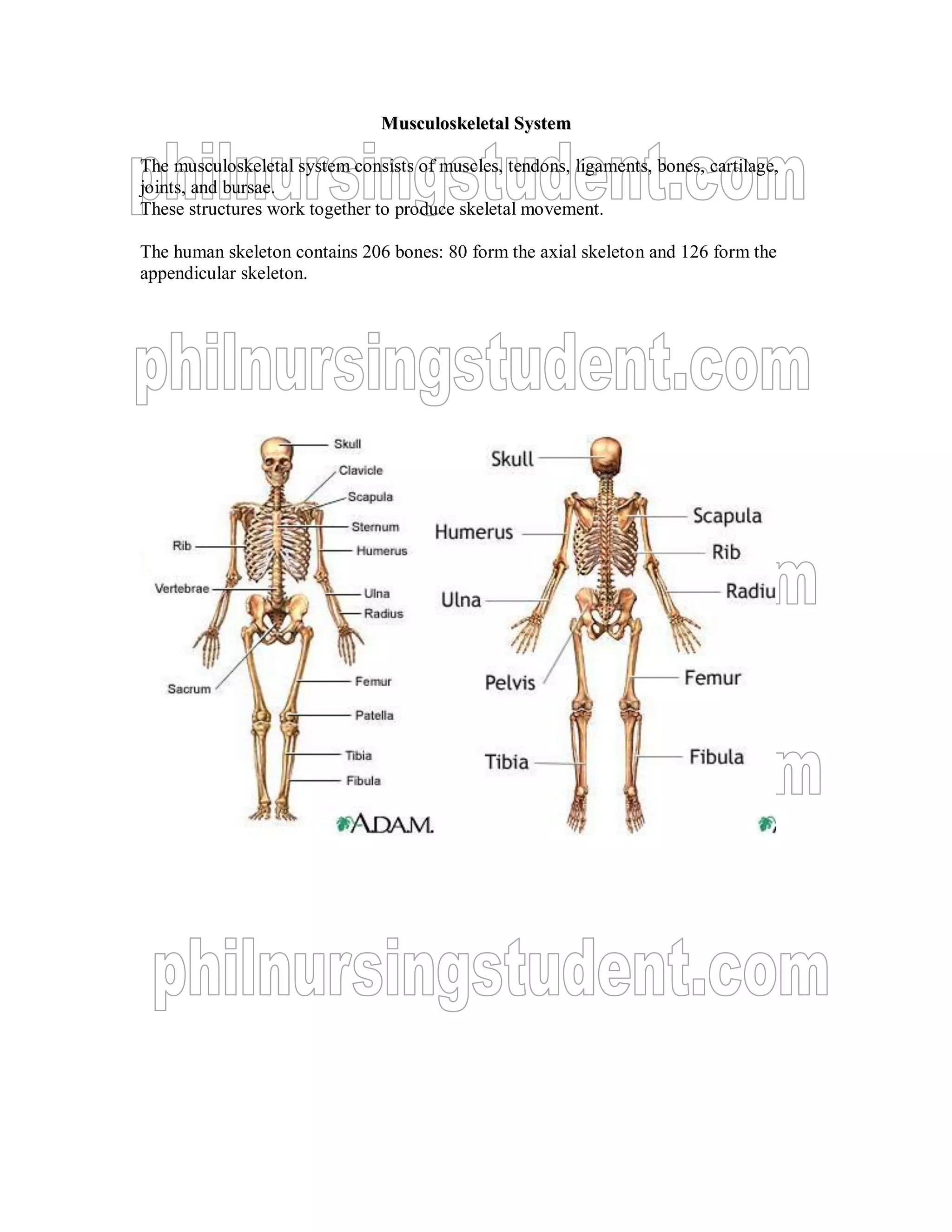Nursing case-study-musculoskeletal-philnursingstudent ...