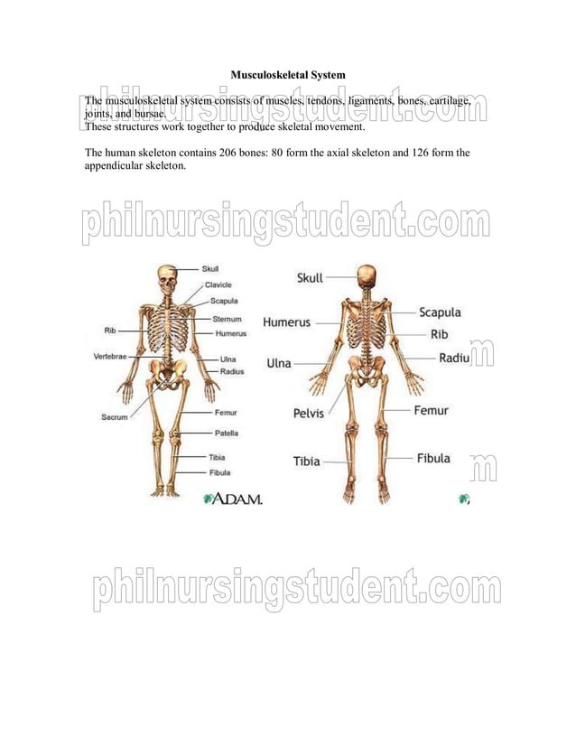 Nursing case-study-musculoskeletal-philnursingstudent ...