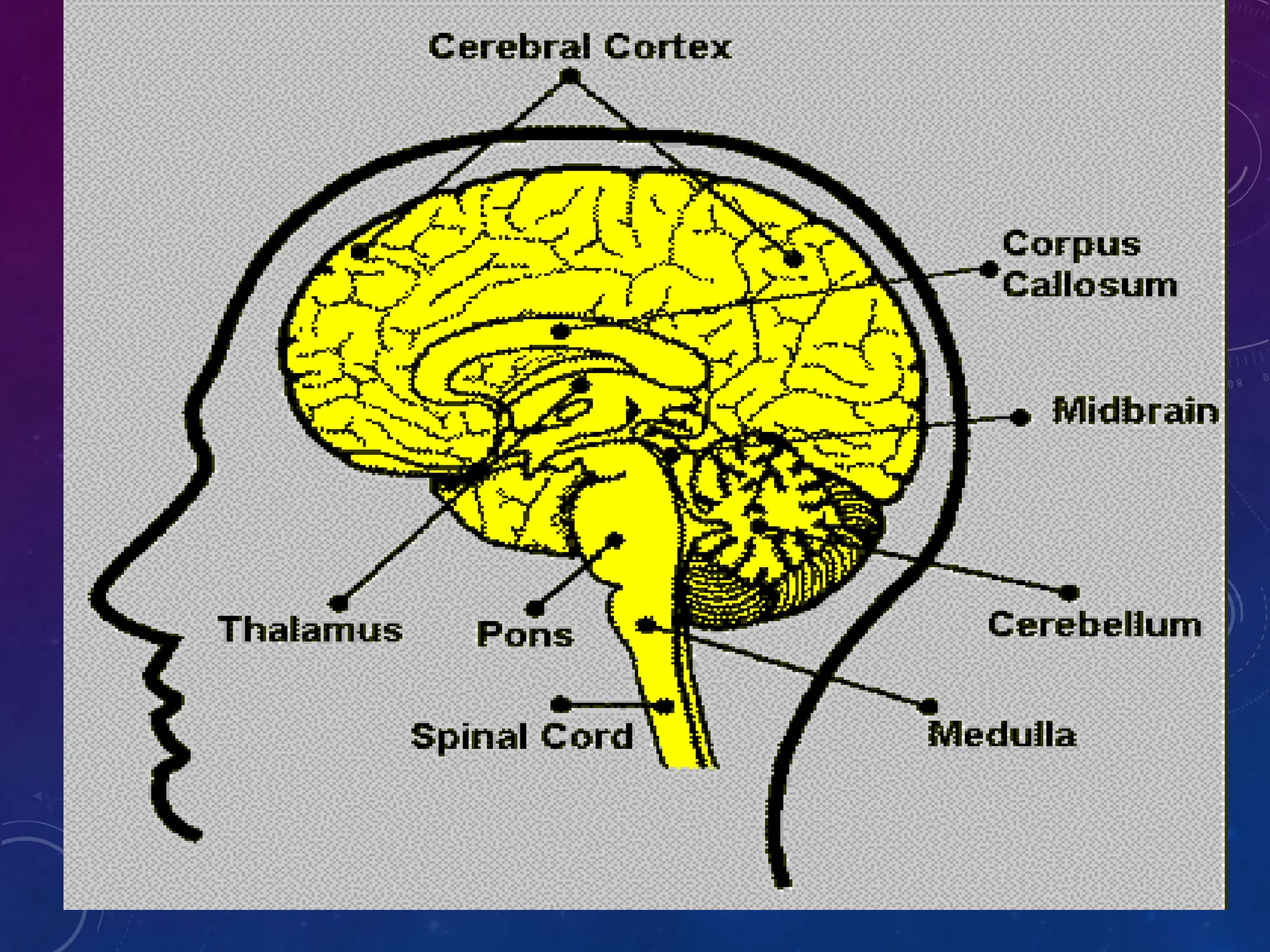 NURSING MANAGEMENT BRAIN INJURY FOR PATIEN.ppt