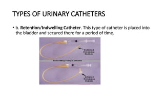 Clinical prsesentation on anatomy of femal and male catherization ...