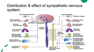 nursing sympathatic system.pptx