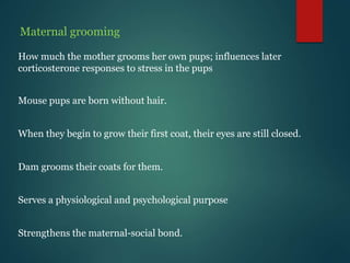 Nurturing behaviour in mice (1).pptx