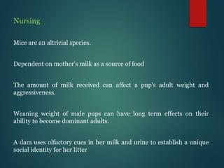 Nurturing behaviour in mice (1).pptx