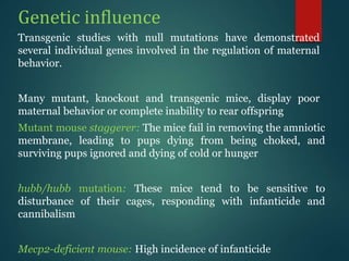 Nurturing behaviour in mice (1).pptx