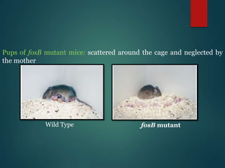 Nurturing behaviour in mice (1).pptx