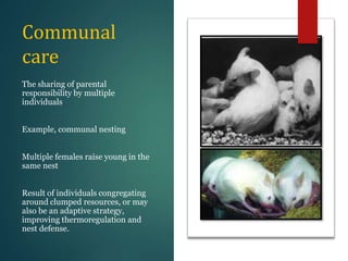 Nurturing behaviour in mice (1).pptx
