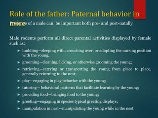 Nurturing behaviour in mice (1).pptx