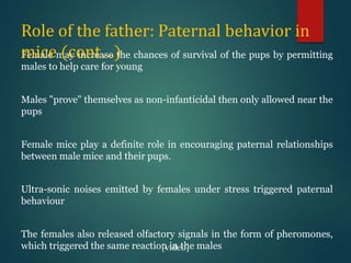 Nurturing behaviour in mice (1).pptx