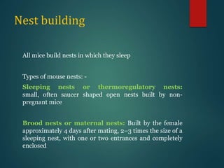 Nurturing behaviour in mice (1).pptx