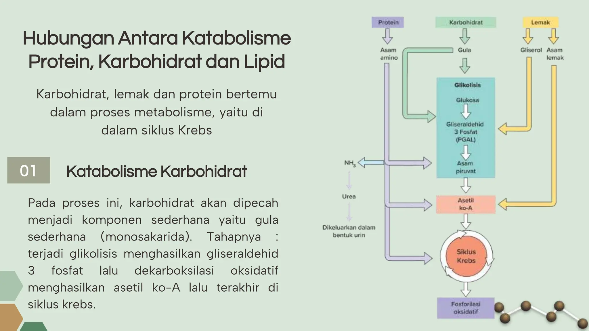 PPT Metabolisme Karbohidrat II BIOLOGI KIMIA | PPTX