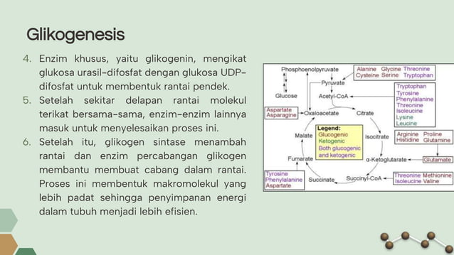 PPT Metabolisme Karbohidrat II BIOLOGI KIMIA | PPT