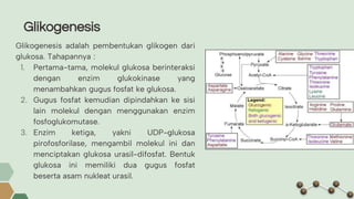 PPT Metabolisme Karbohidrat II BIOLOGI KIMIA | PPTX
