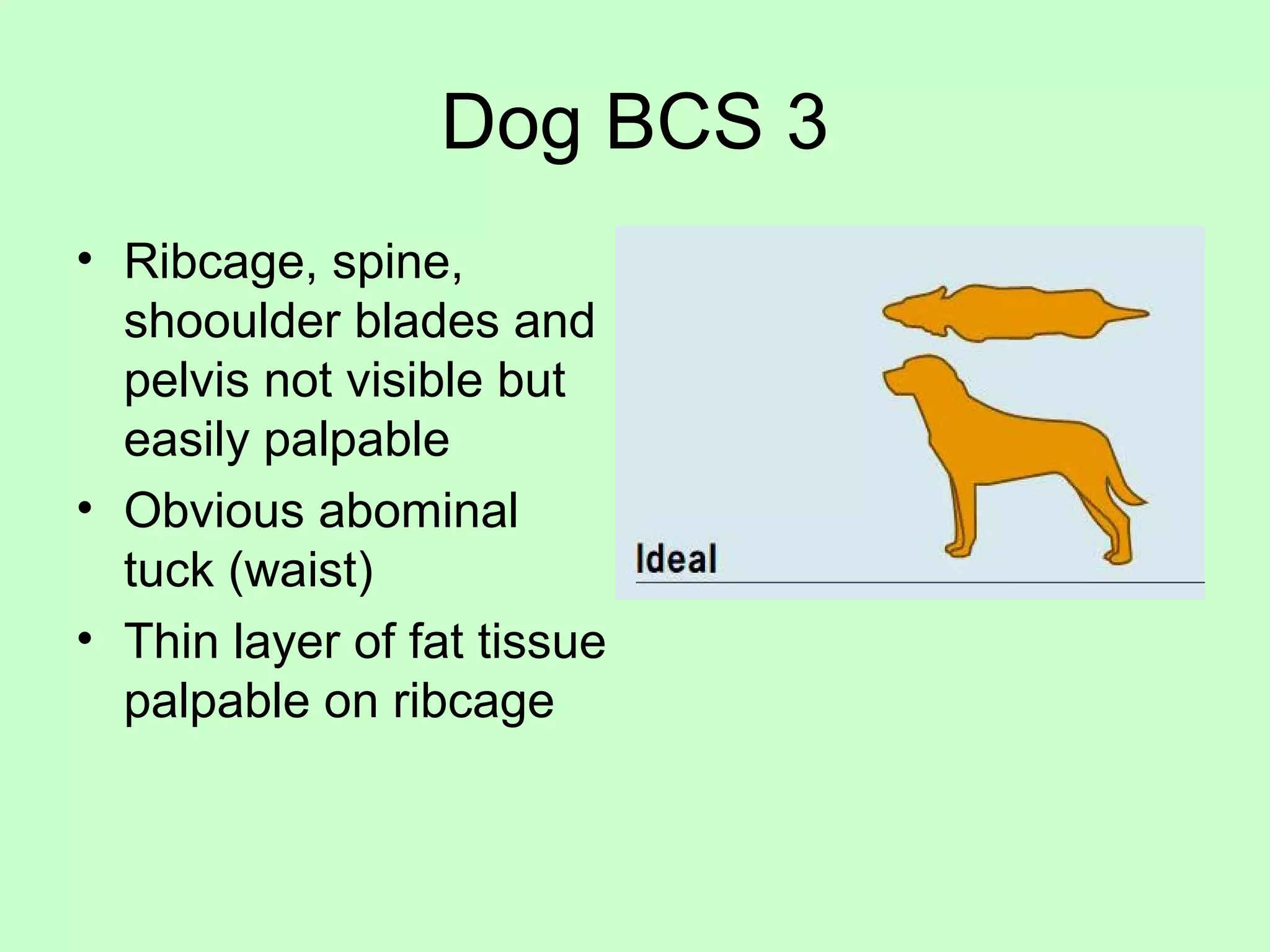 Nus body condition score cat dog 2009 | PPT