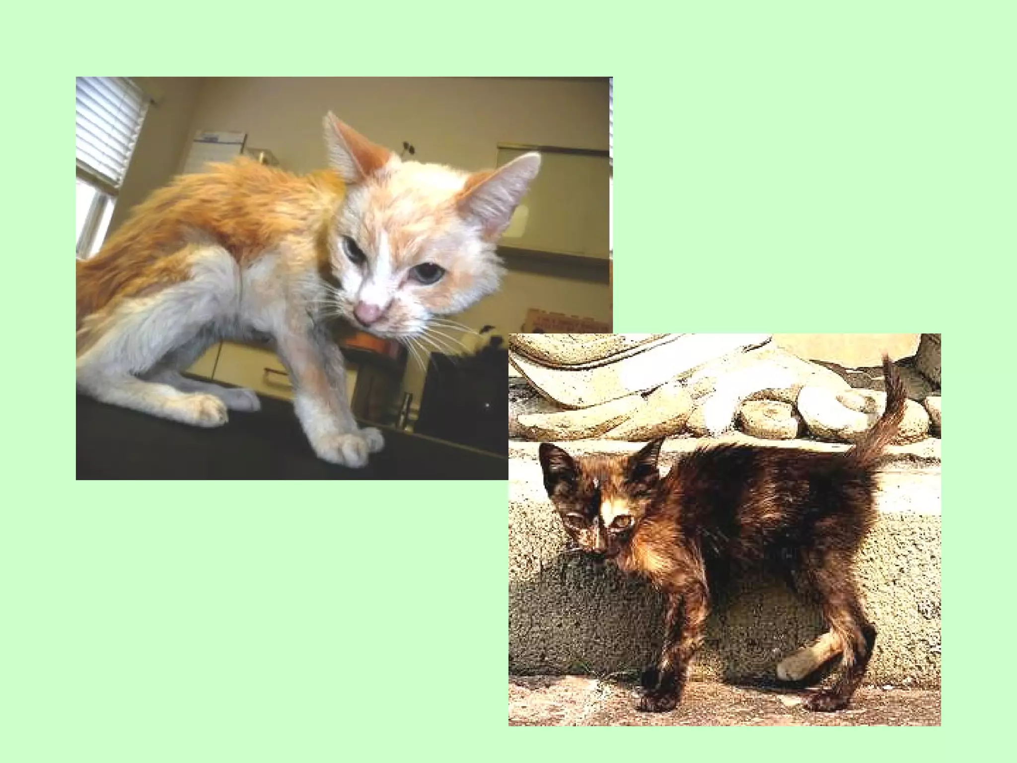 Nus body condition score cat dog 2009 | PPT