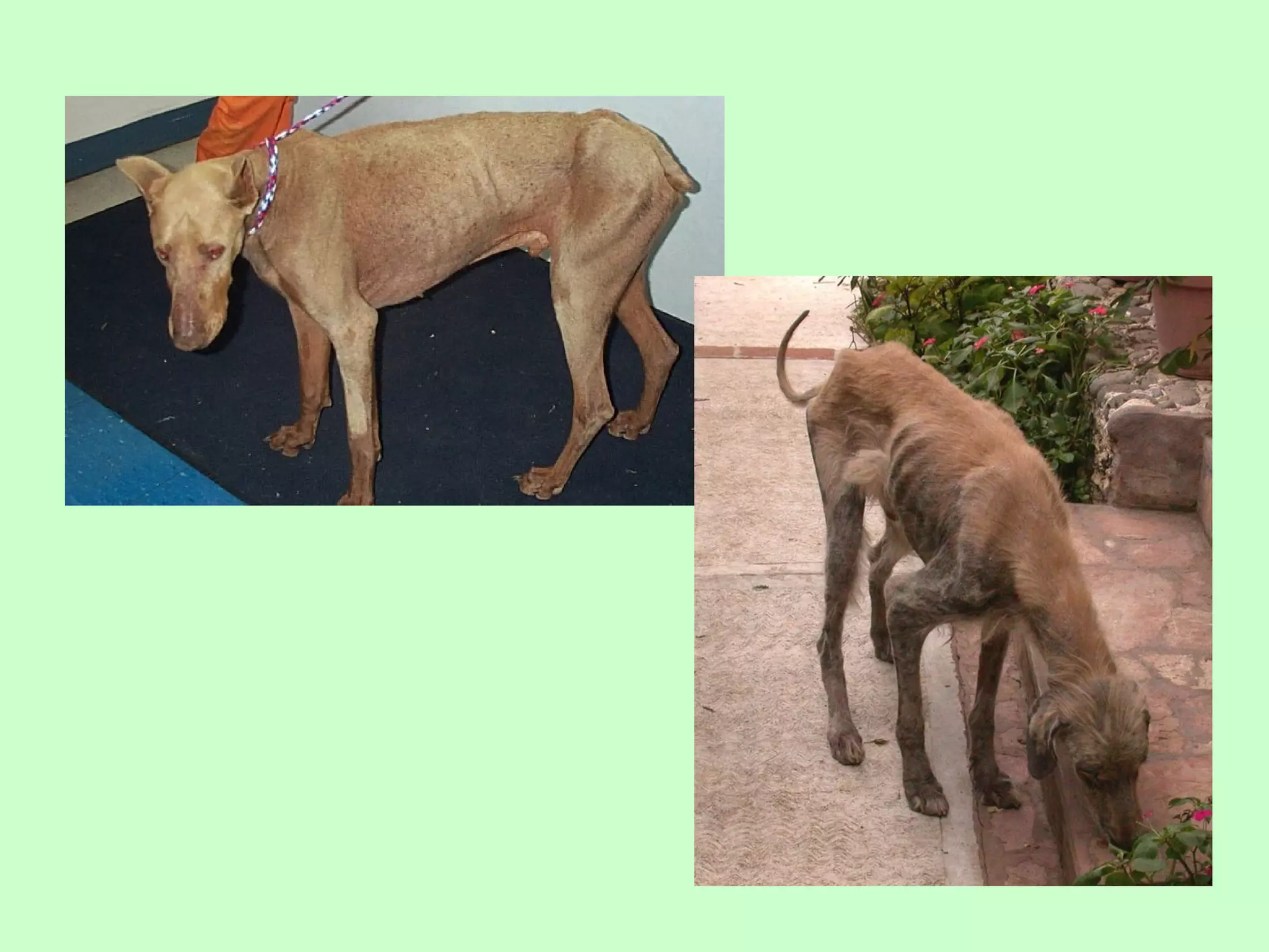 Nus body condition score cat dog 2009 | PPT