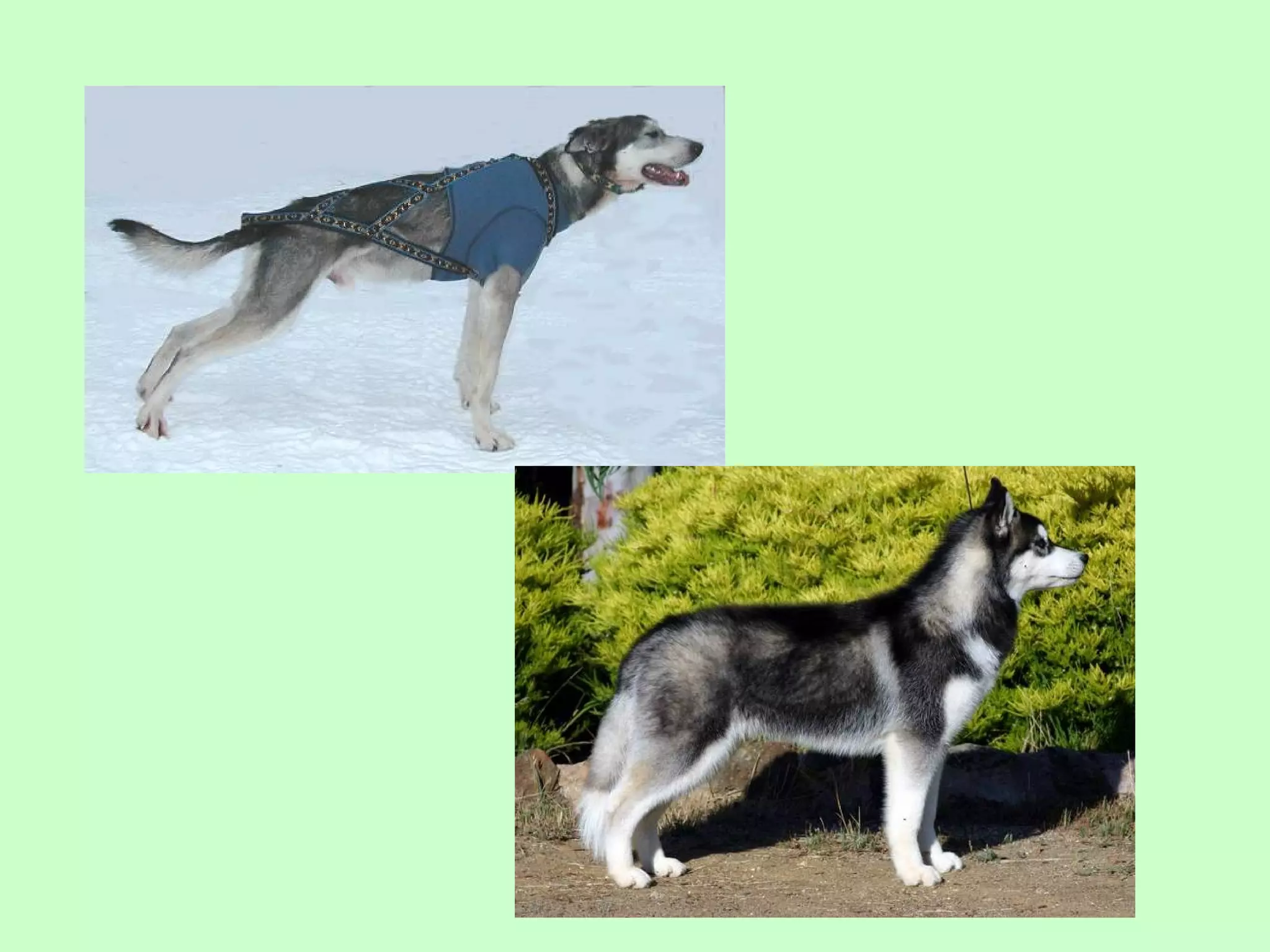 Nus body condition score cat dog 2009 | PPT