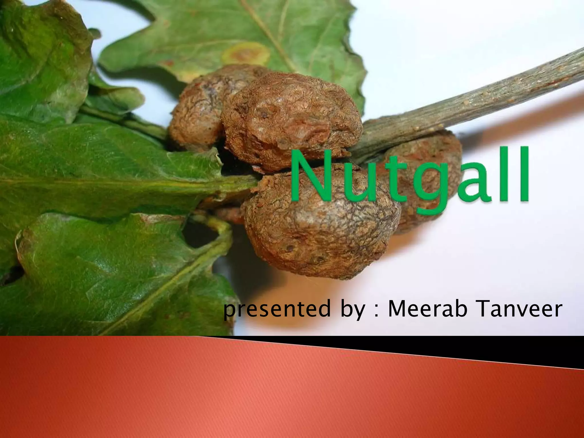 Nutgall | PPTX