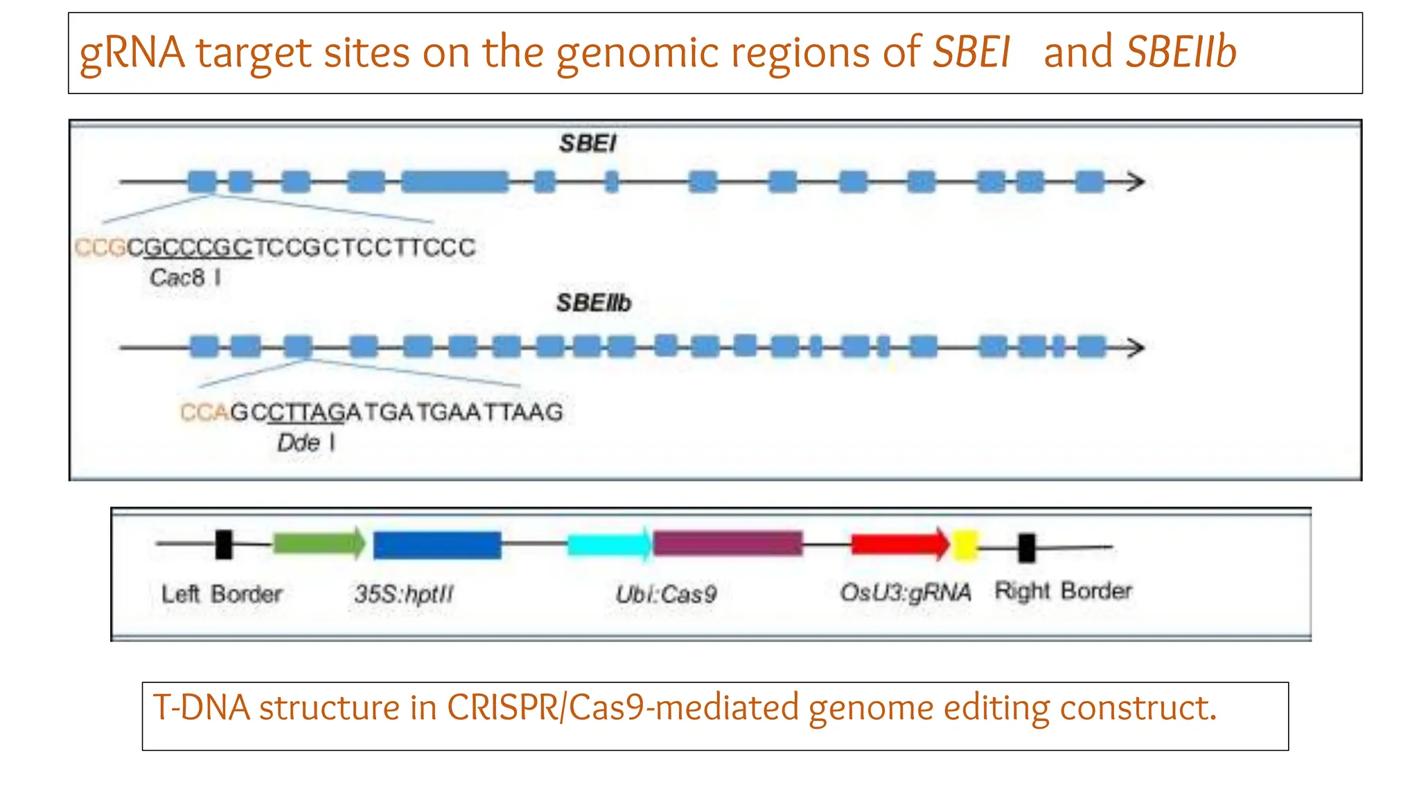 NUTRIENT BASED GENOME ANALYSIS IN PLANT GENETICS AND BREEDING | PPT