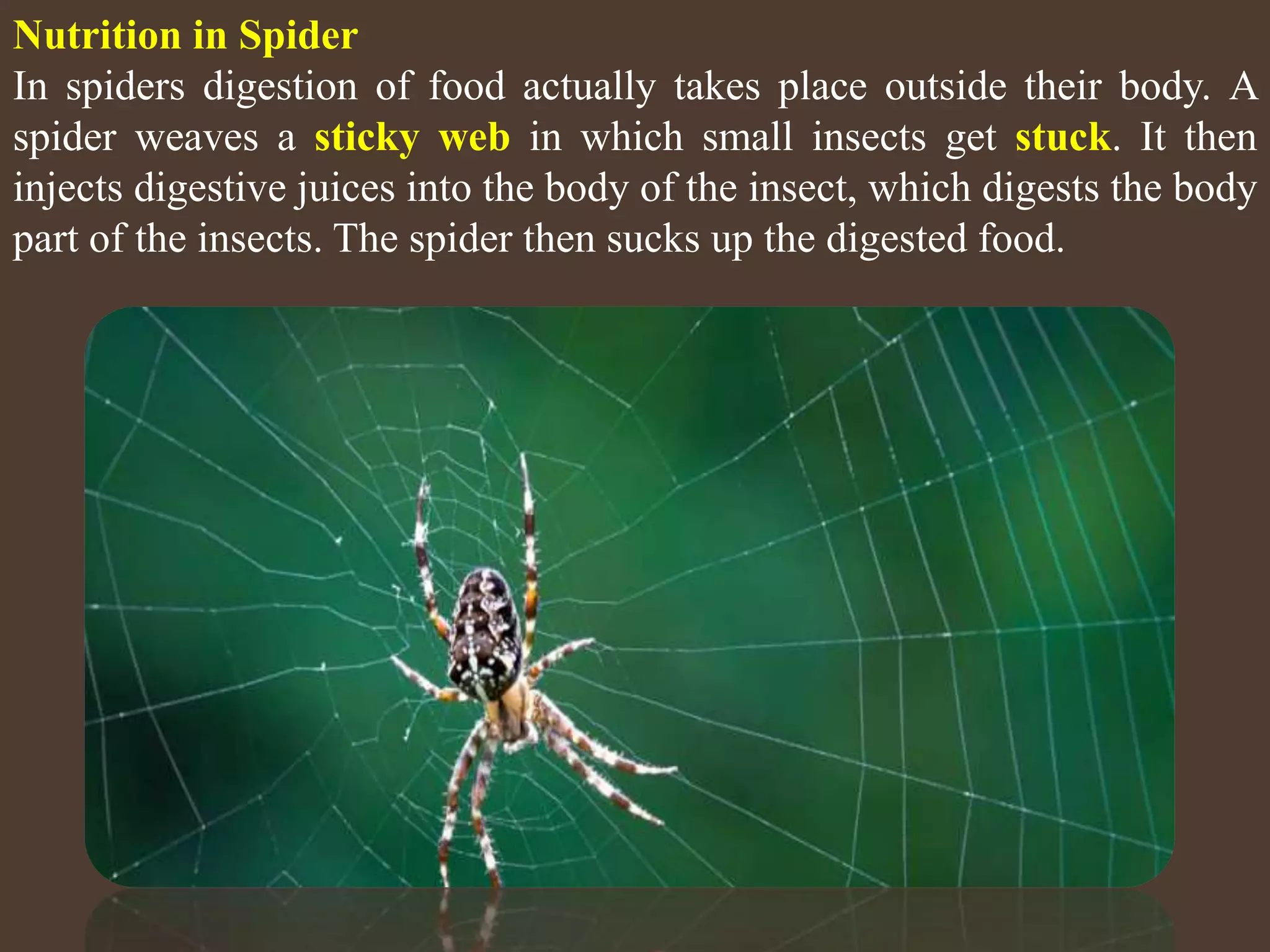 NUTRITION IN ANIMALS -2 (CLASS-VII) NCERT | PPTX