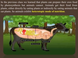 NUTRITION IN ANIMALS -2 (CLASS-VII) NCERT | PPTX