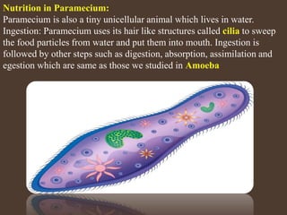 NUTRITION IN ANIMALS -2 (CLASS-VII) NCERT | PPTX