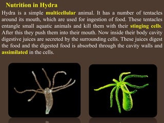 NUTRITION IN ANIMALS -2 (CLASS-VII) NCERT | PPTX