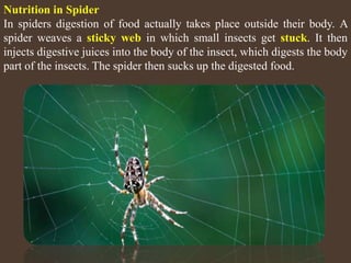 NUTRITION IN ANIMALS -2 (CLASS-VII) NCERT | PPTX