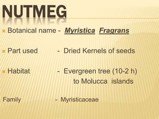 Nutmeg | PPTX