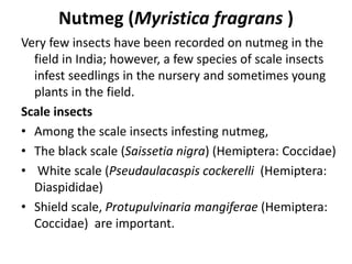 Nutmeg.pptx