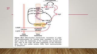 NUTR-701-05- Lecture-Role of Liver in nutrients metabolism.pdf