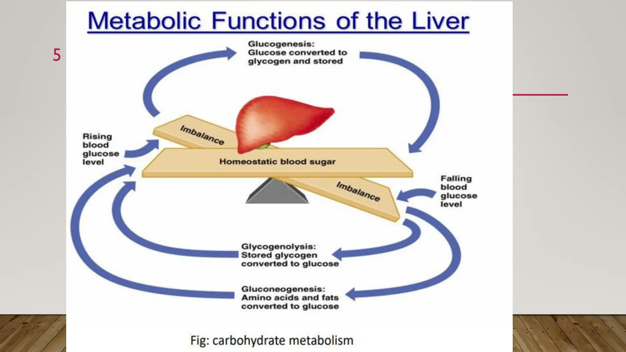 NUTR-701-06-07-Metabolism Well fed & Fasting.pdf