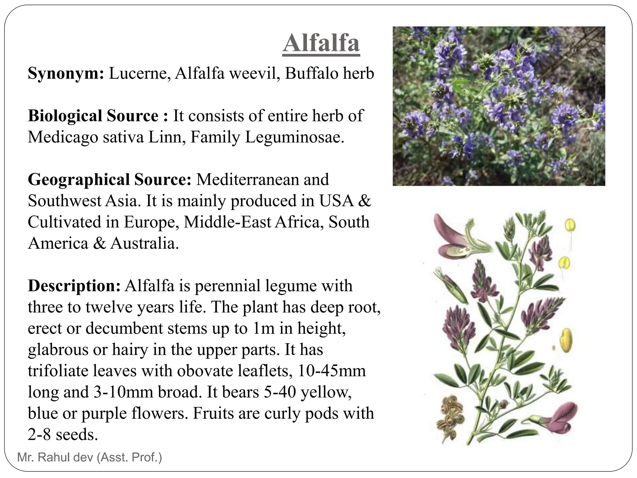 Herbs as Health Food, Herbal Drug Technology-6th semester.pptx