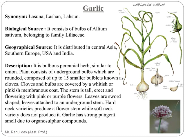 Herbs as Health Food, Herbal Drug Technology-6th semester.pptx