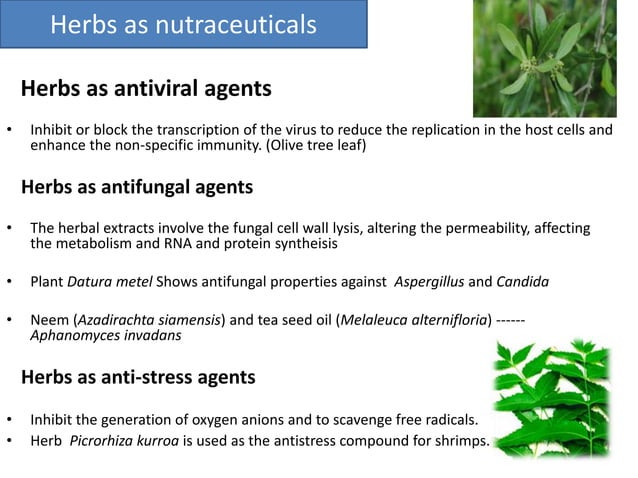 Nutraceuticals and its role in aquaculture | PPTX | Herbs and Supplements | Alternative Medicine