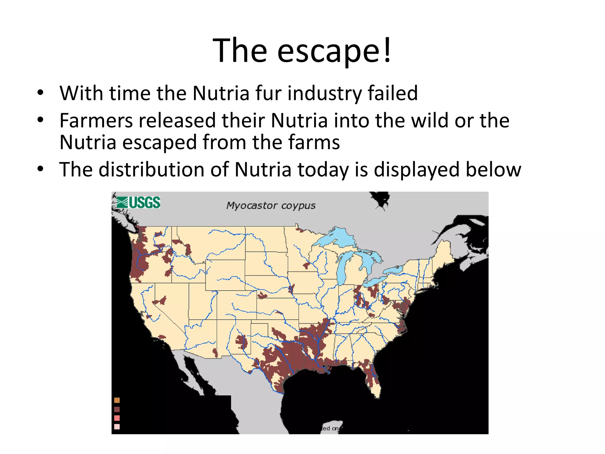 Nutria | PPTX