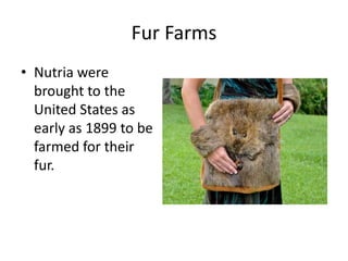 Nutria | PPTX