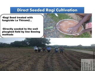 Ragi -Nutri Cereal Crop. | PPTX