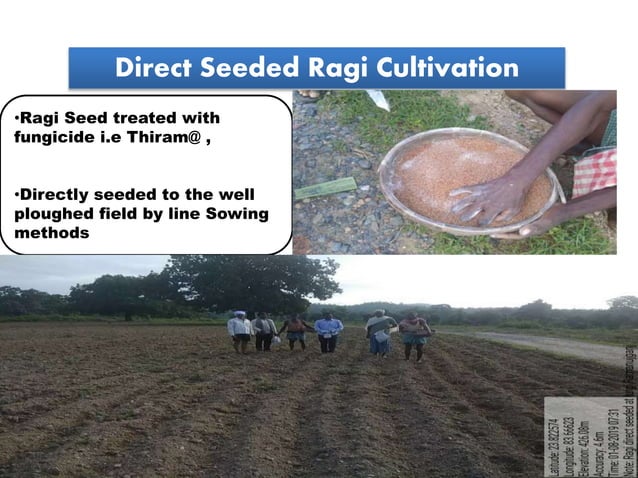 Ragi -Nutri Cereal Crop. | PPT